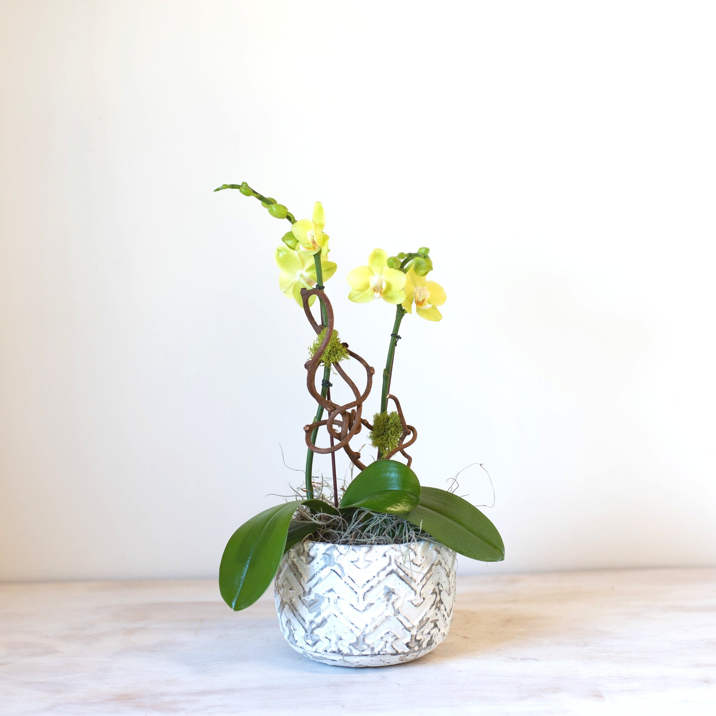 Wide Variety Of Orchid Plants Hand Delivered In The Greater Boston Area ...