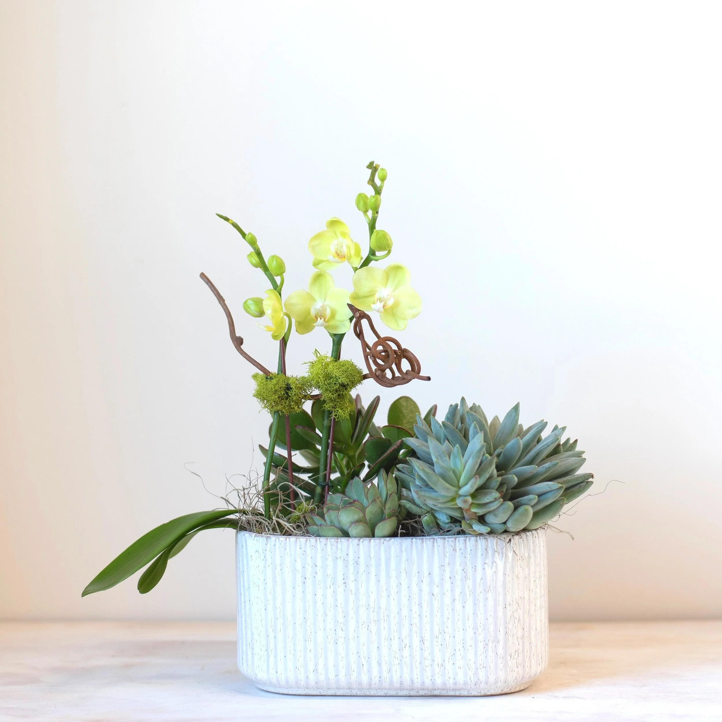 Wide Variety Of Orchid Plants Hand Delivered In The Greater Boston Area ...