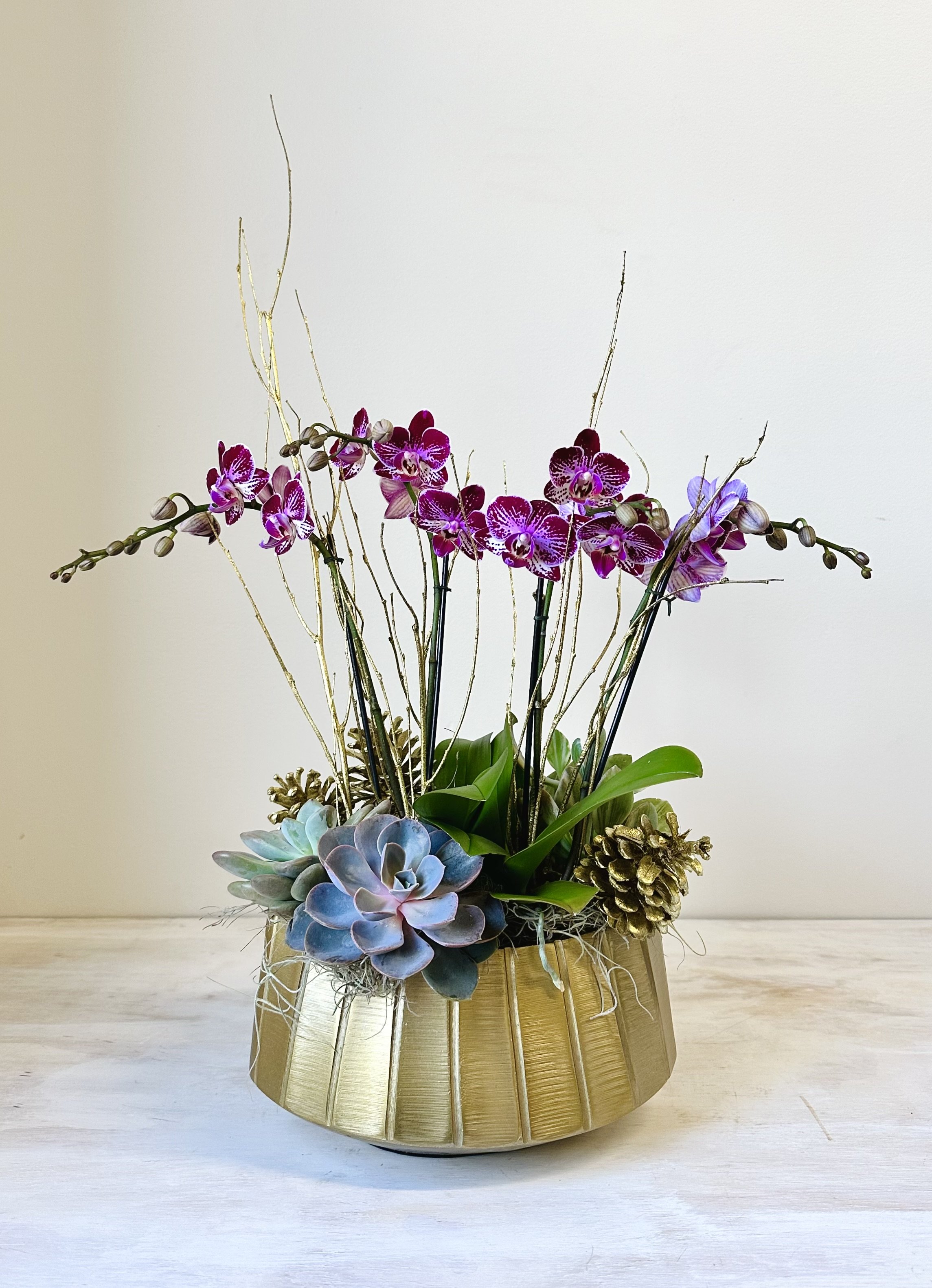 Wide Variety Of Orchid Plants Hand Delivered In The Greater Boston Area ...