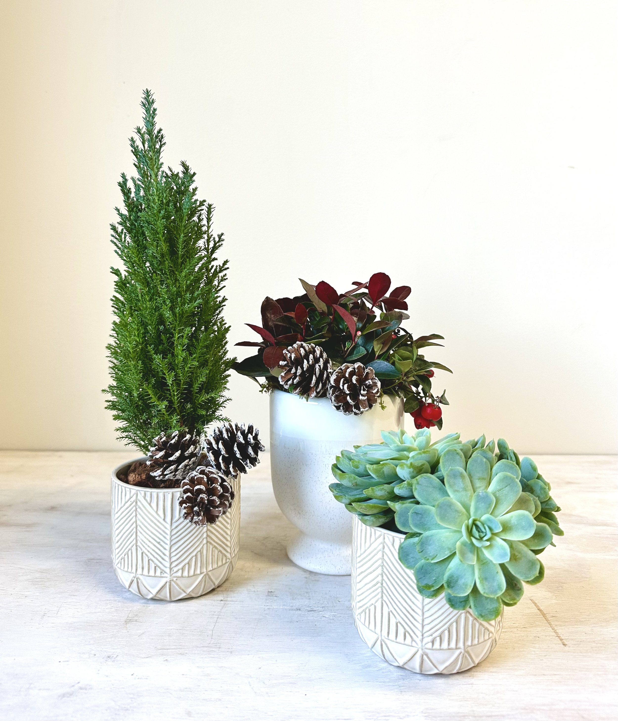 Wide Variety Of Orchid Plants Hand Delivered In The Greater Boston Area ...