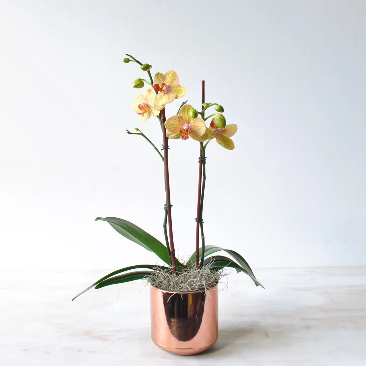 Wide Variety Of Orchid Plants Hand Delivered In The Greater Boston Area ...