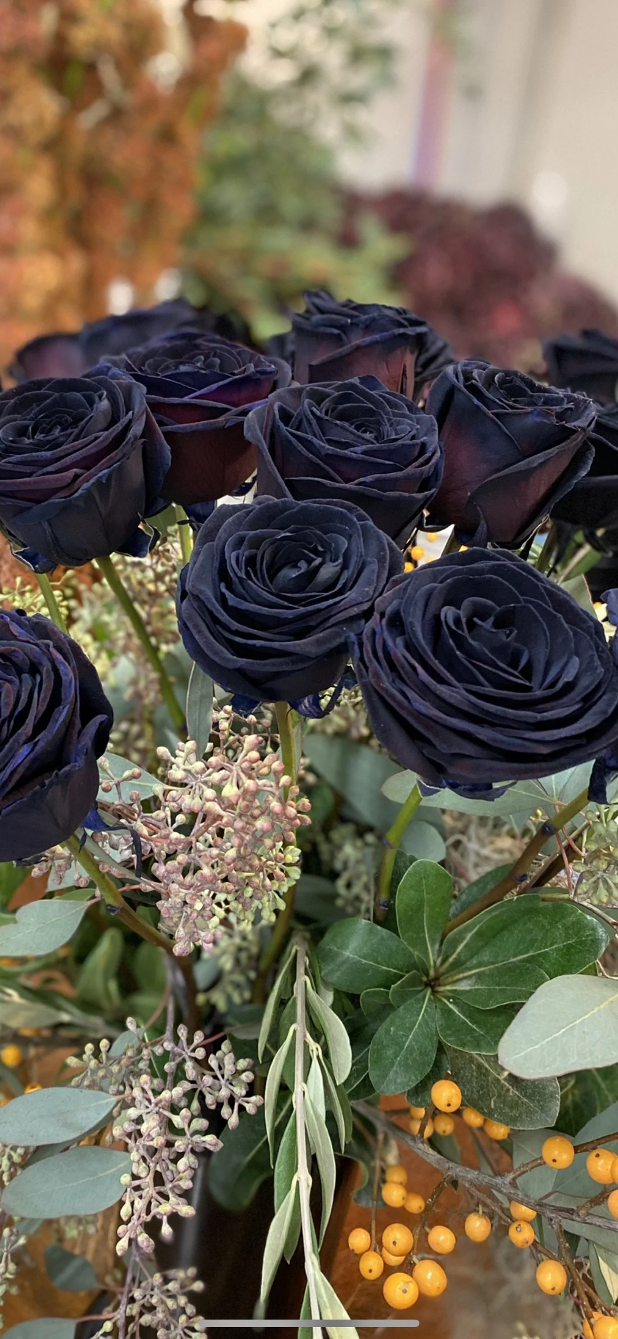 Real Black Rose Bush