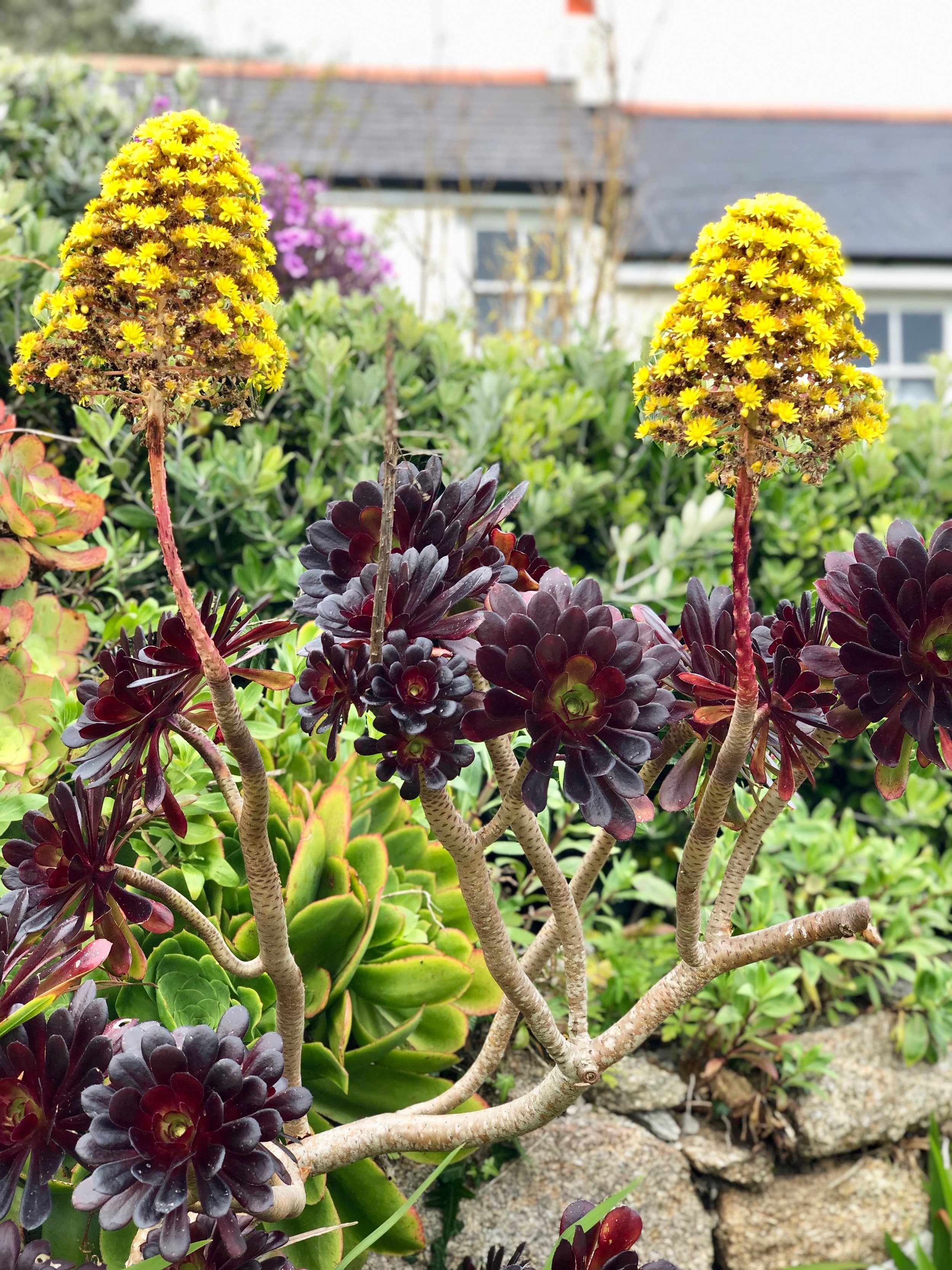 The Isles of Scilly: flora, fauna & food! — Alternative Ageing