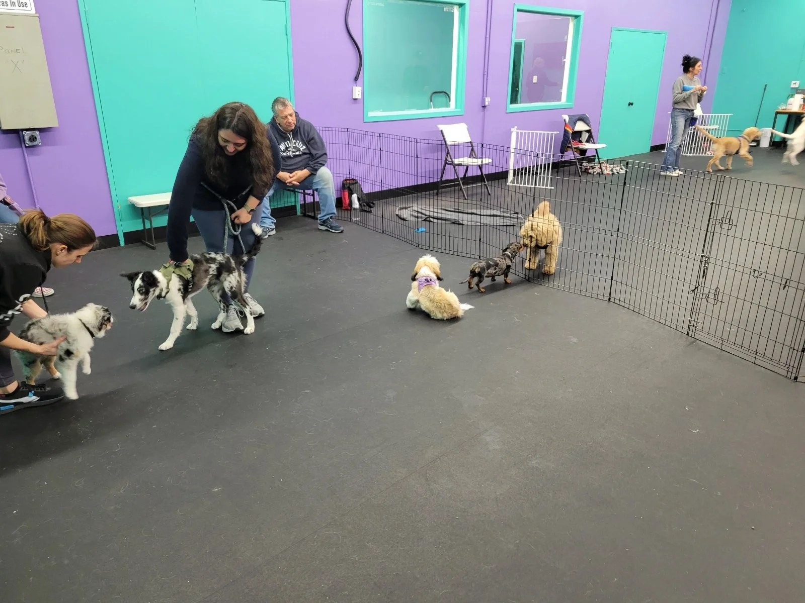 Young Puppy Head-start and Socializing Classes — My Best Friend Obedience