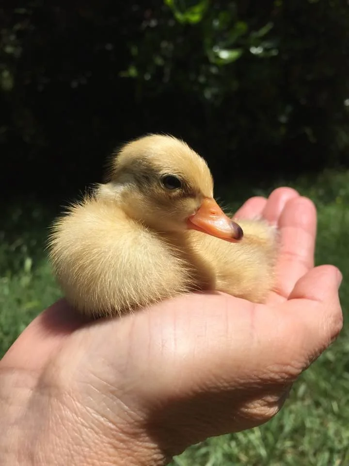 In-Person or Virtual Girl Scout Programs San Diego come meet our ...