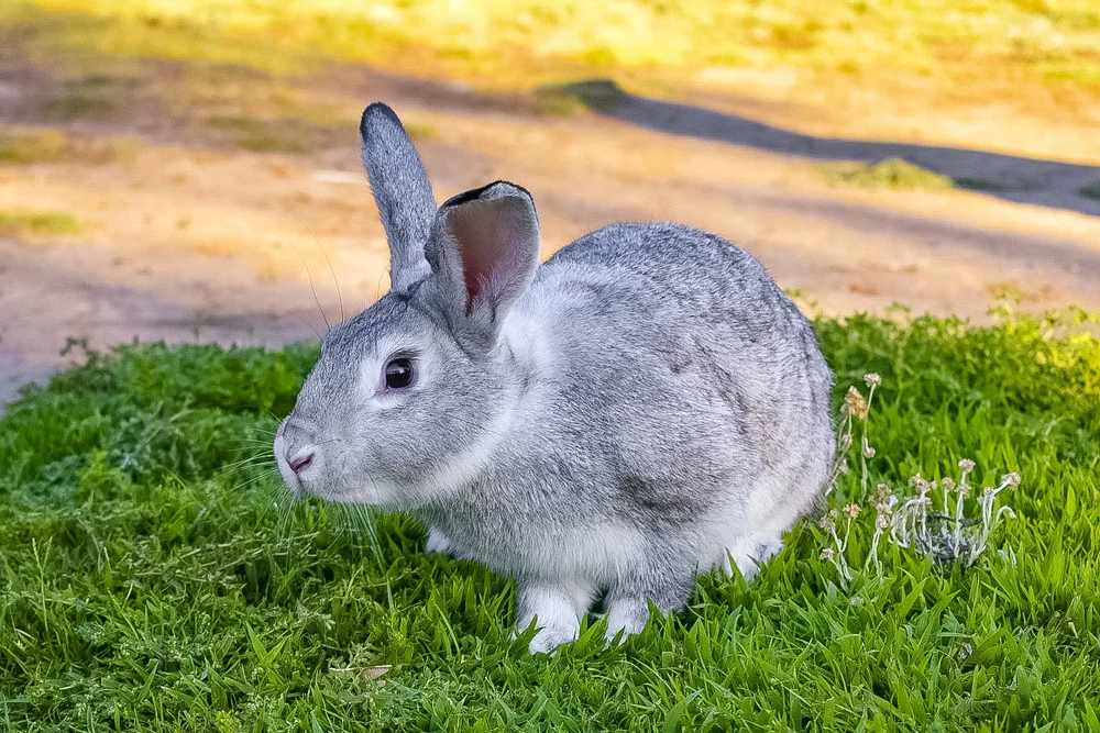 In-Person or Virtual Girl Scout Programs San Diego come meet our ...