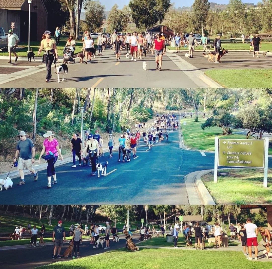 Community Pack Walks — The Dog Listener--Emily Haley