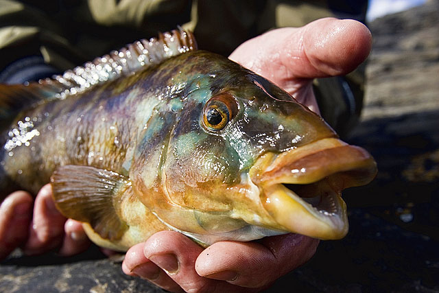 How colour choosy can fish really be? — Henry Gilbey