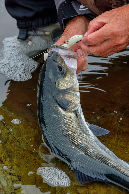 What are the main “families” of soft plastics you use for your bass ...