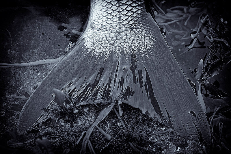 When we can’t go fishing there are double figure bass all over the ...
