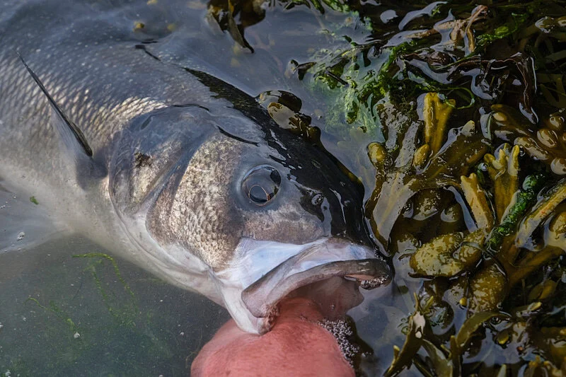 When you have no choice but to hook and hold a bass, it’s interesting ...