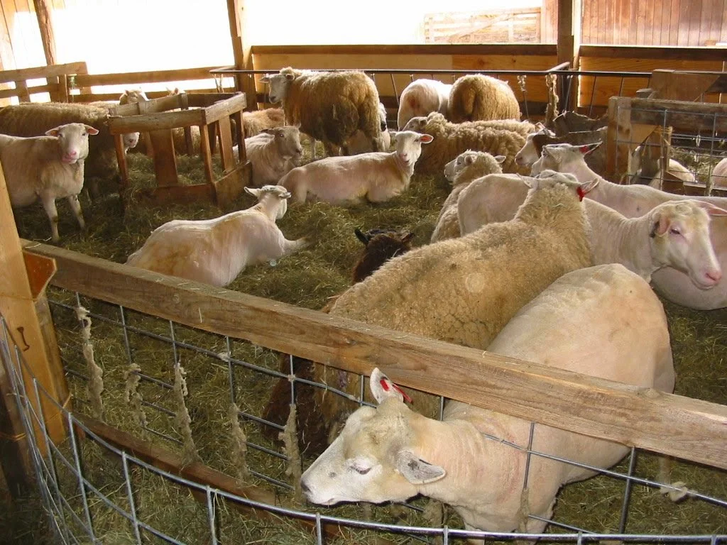 100% Grass Fed — Northland Sheep Dairy