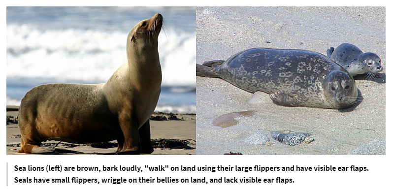 Sound View Camp and Retreat Center - Difference Between Seals and Sea Lions