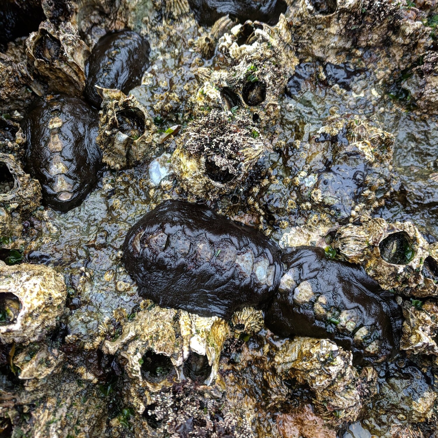 Sound View Camp and Retreat Center - Phylum Mollusca