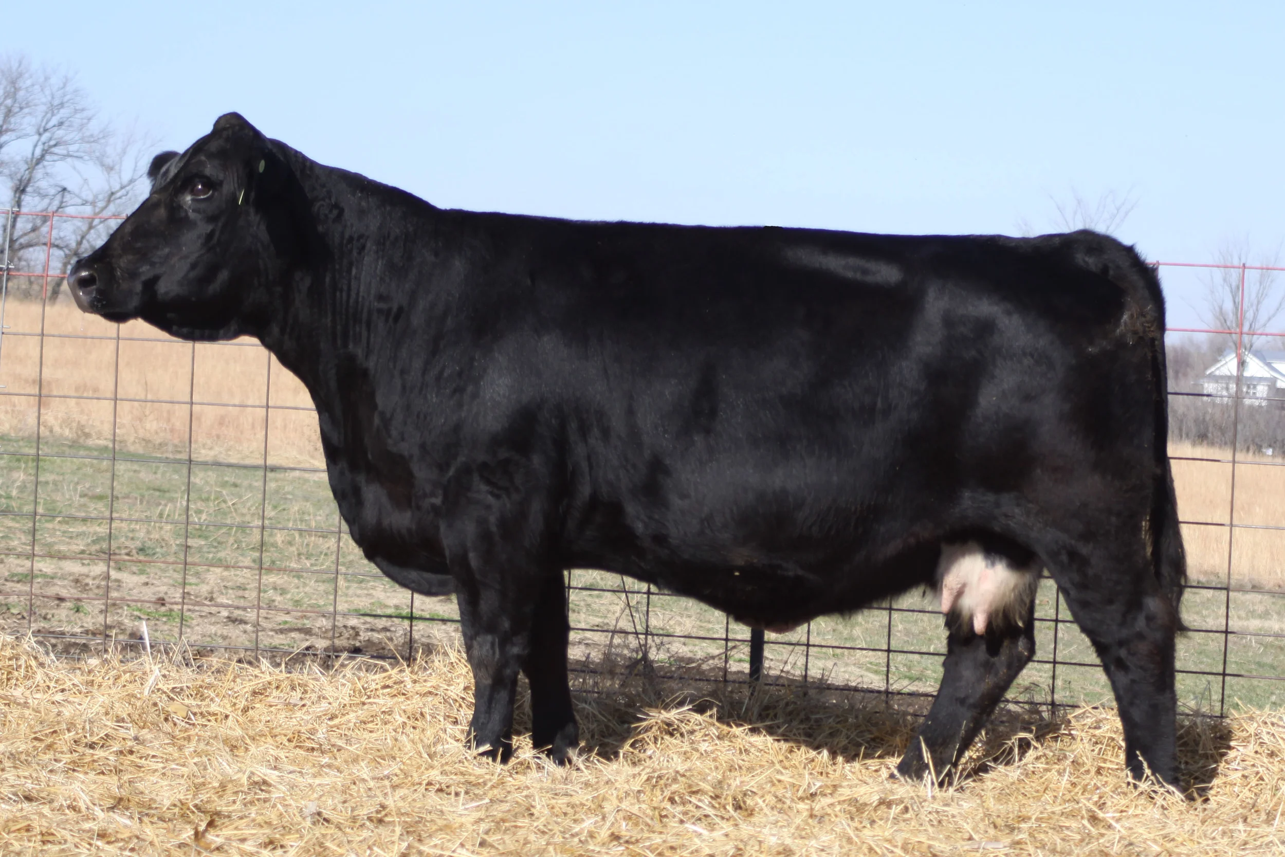 What We Do — Dikeman Simmentals