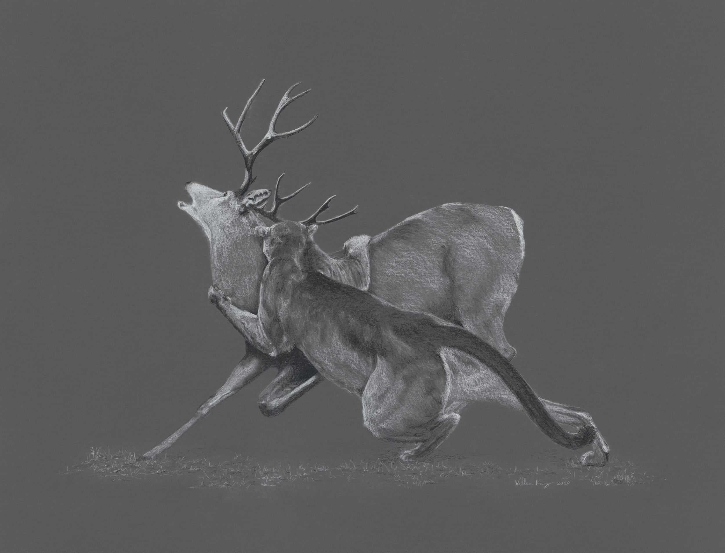 Mule Deer Sketches