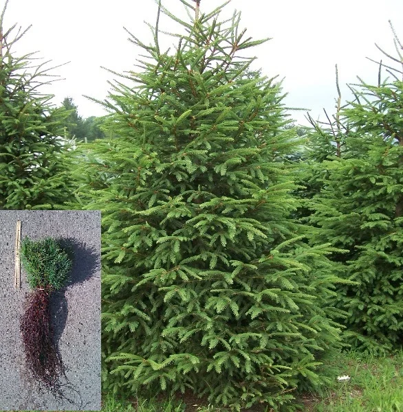 Tree & Shrub Sales — Oceana Conservation District