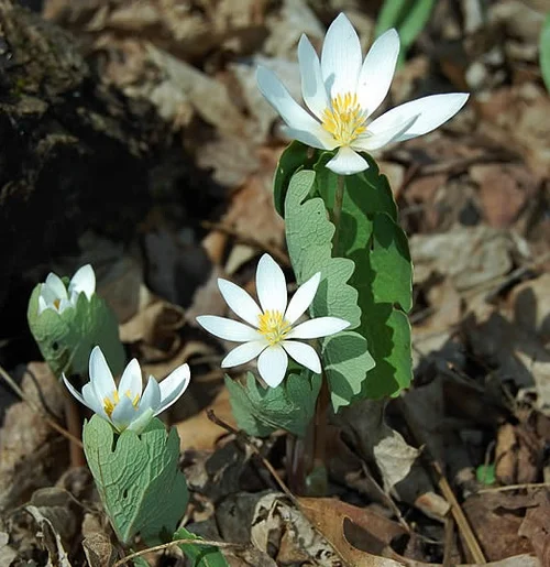 wildflower — Blog — Oceana Conservation District