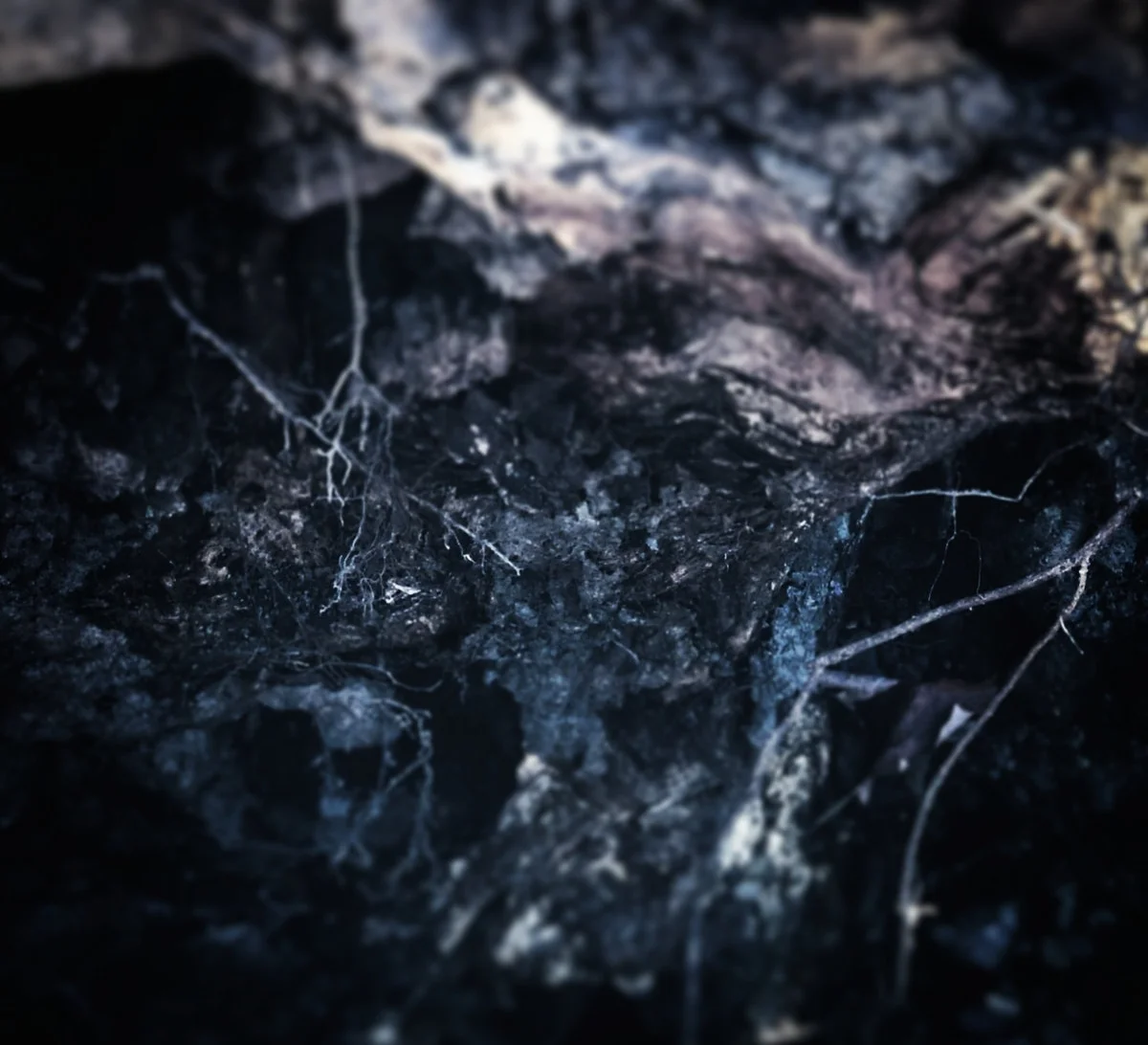 Concert: Lucas Brode / Shelly Purdy+Will Redman / Nik Francis+Nate ...