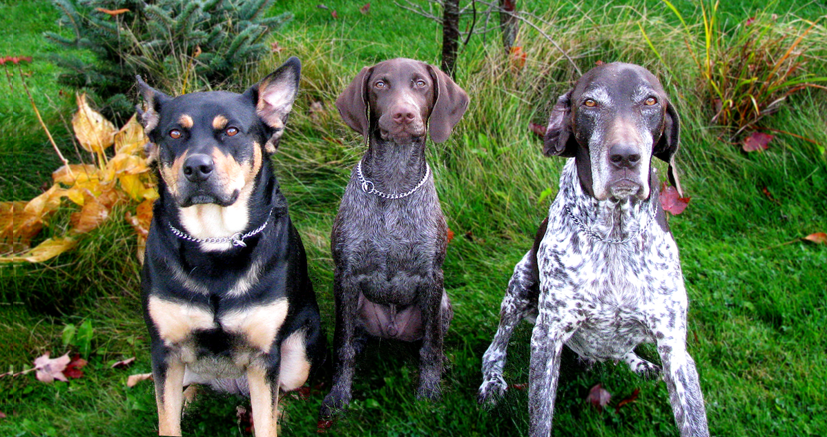 BONEJOUR Dog Training Services