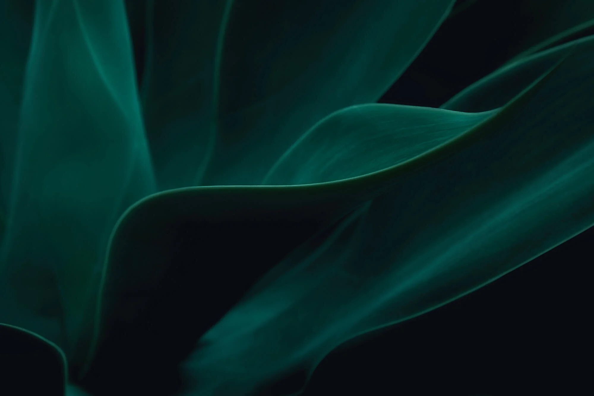 Eco Vegan Green Graphic Design • Marketing • Advertising • Mystic, CT