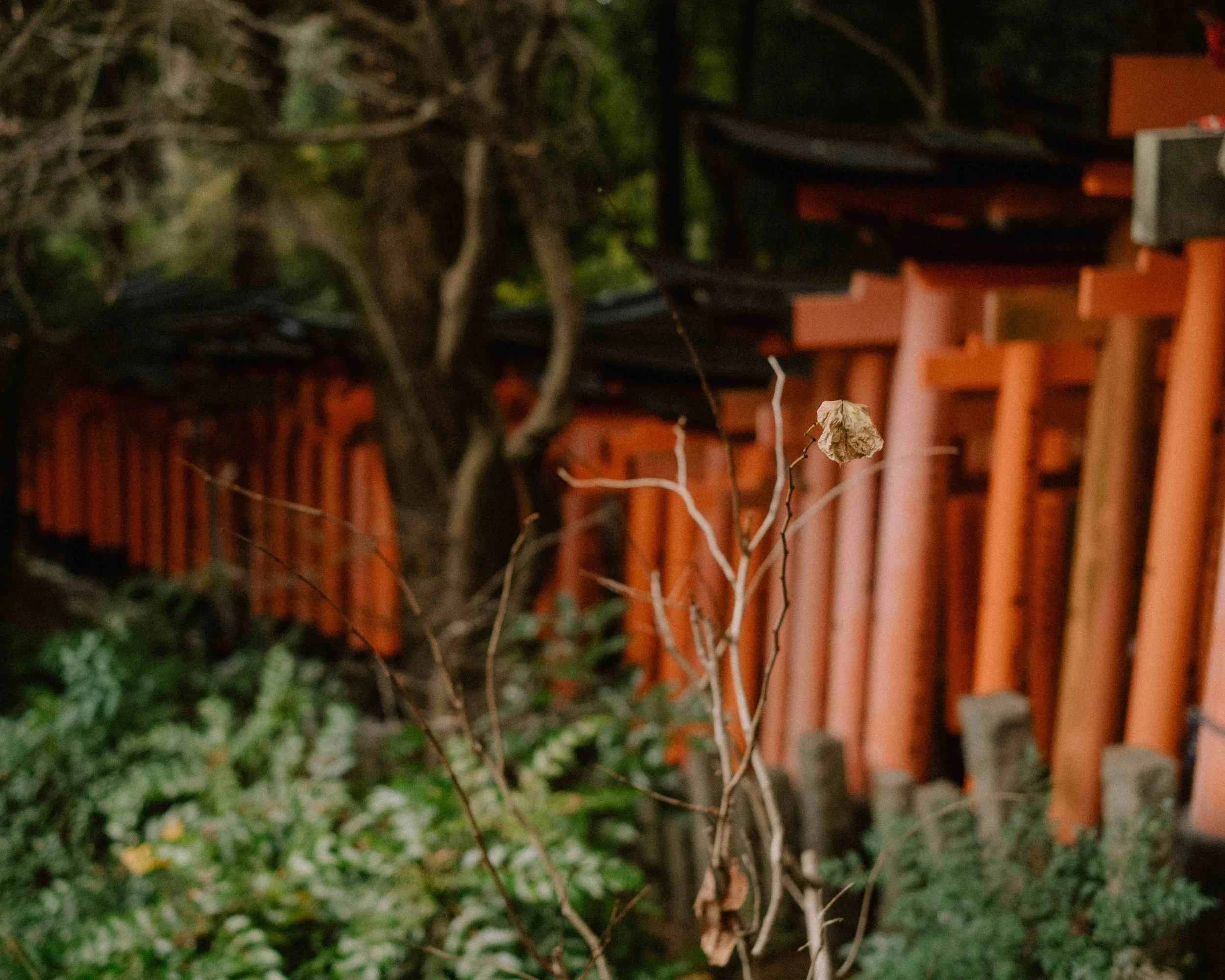 Personal — Rachel Soh