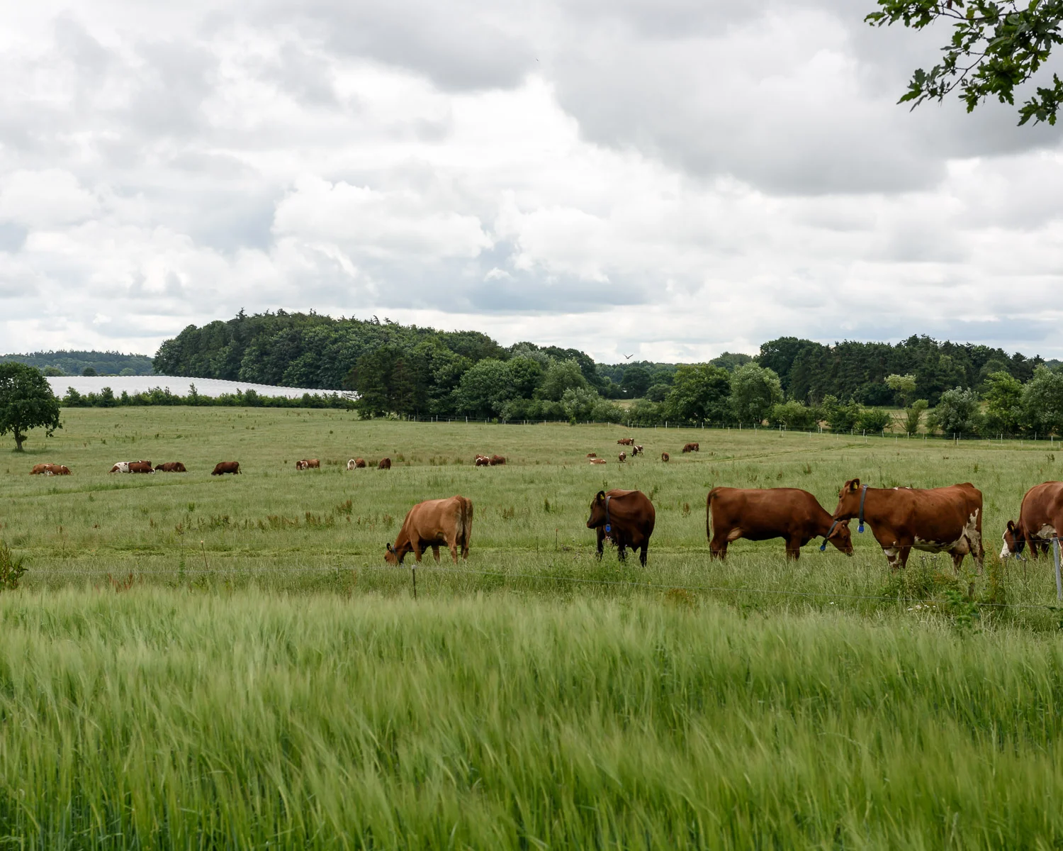 From Cow to Cheese, Denmark — Alastair Philip Wiper