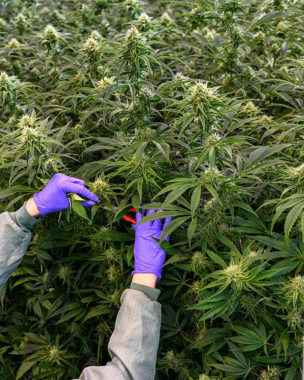 From Tomato King to Cannabis Kaiser - Inside Europe's Largest Medicinal ...