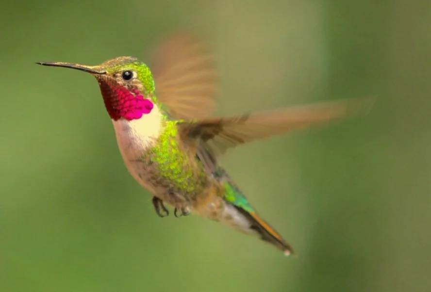 Facilitator Courses — Lis Addison