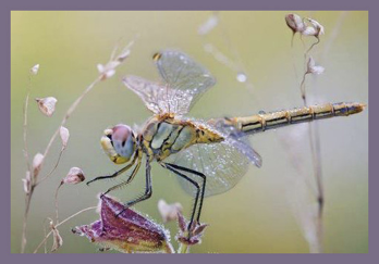 Indigo Dragonfly Description — Lis Addison