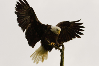 Heartbeat Rhythm Description — Lis Addison