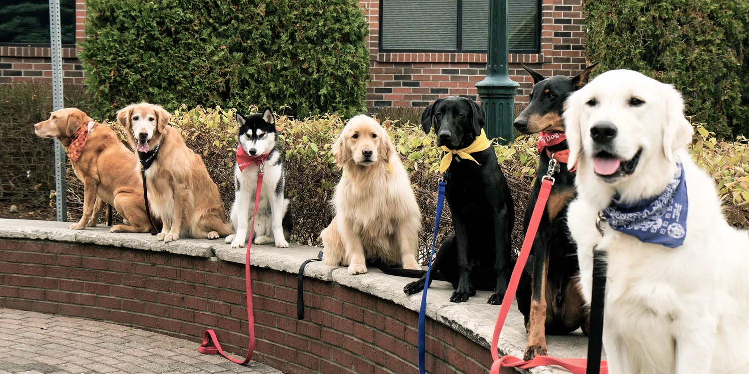 Canine Academy