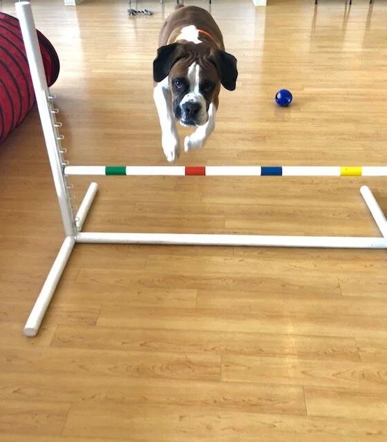 Agility Fun in Rochester! — Canine Academy