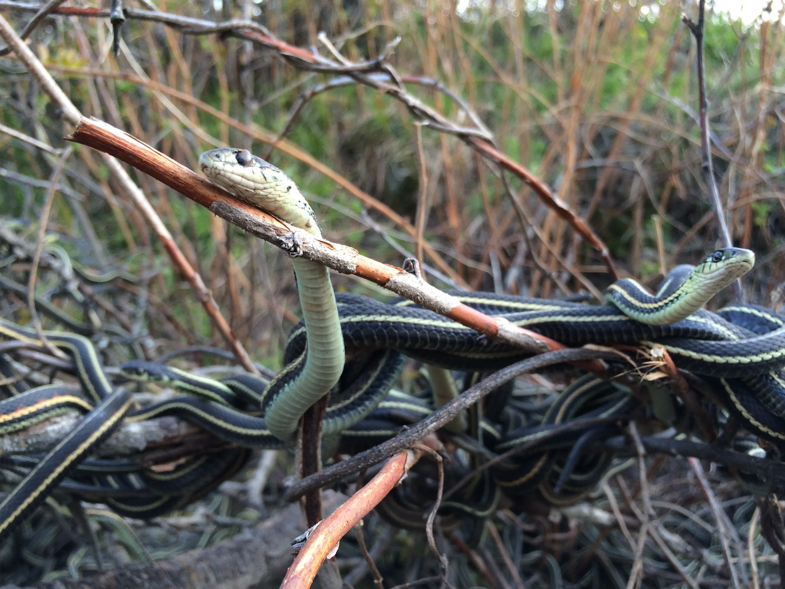 Snake Porn at Fort Livingstone — The Saskatchewan Border