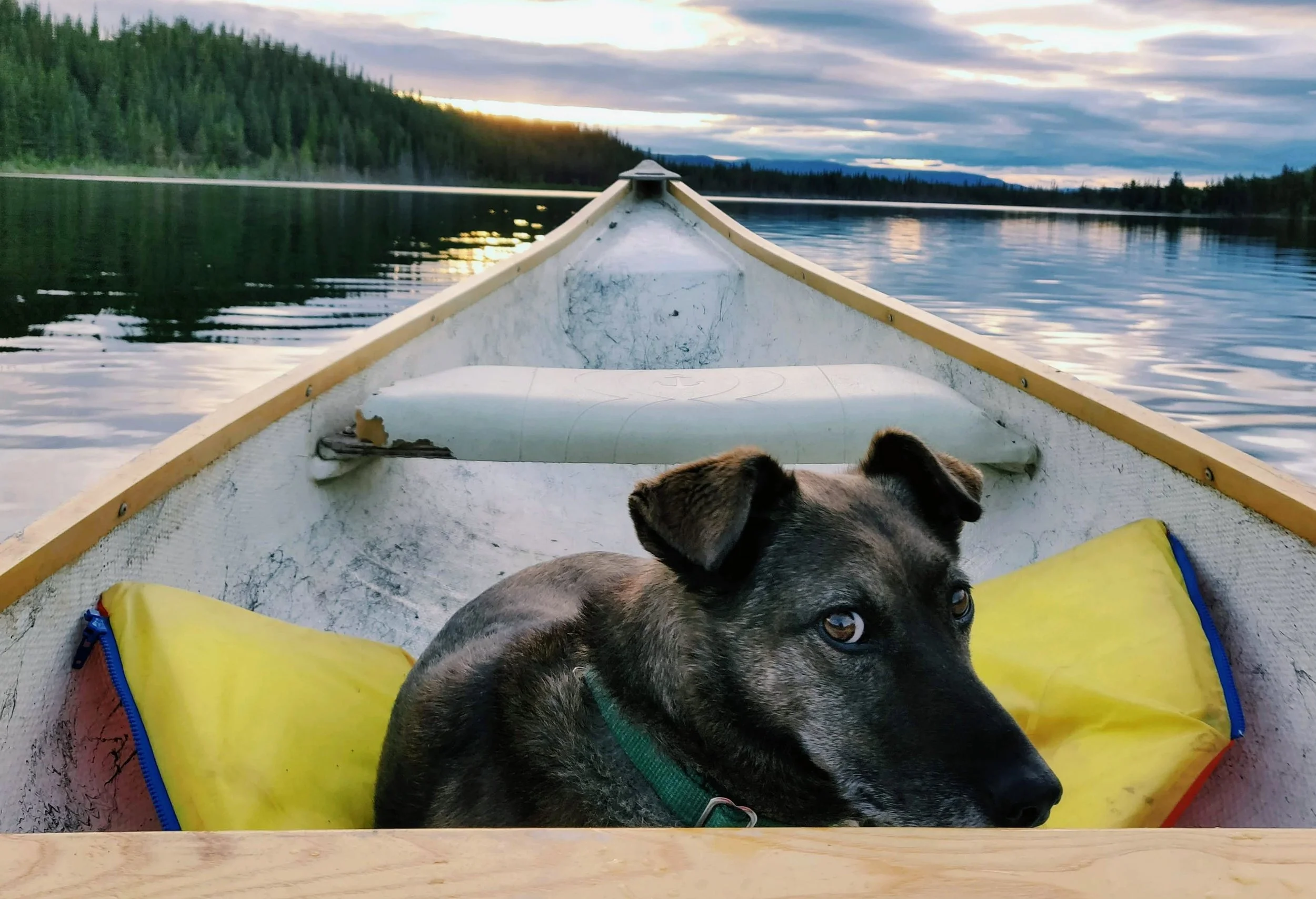 Meet Graham! — Alpine Veterinary Medical Centre