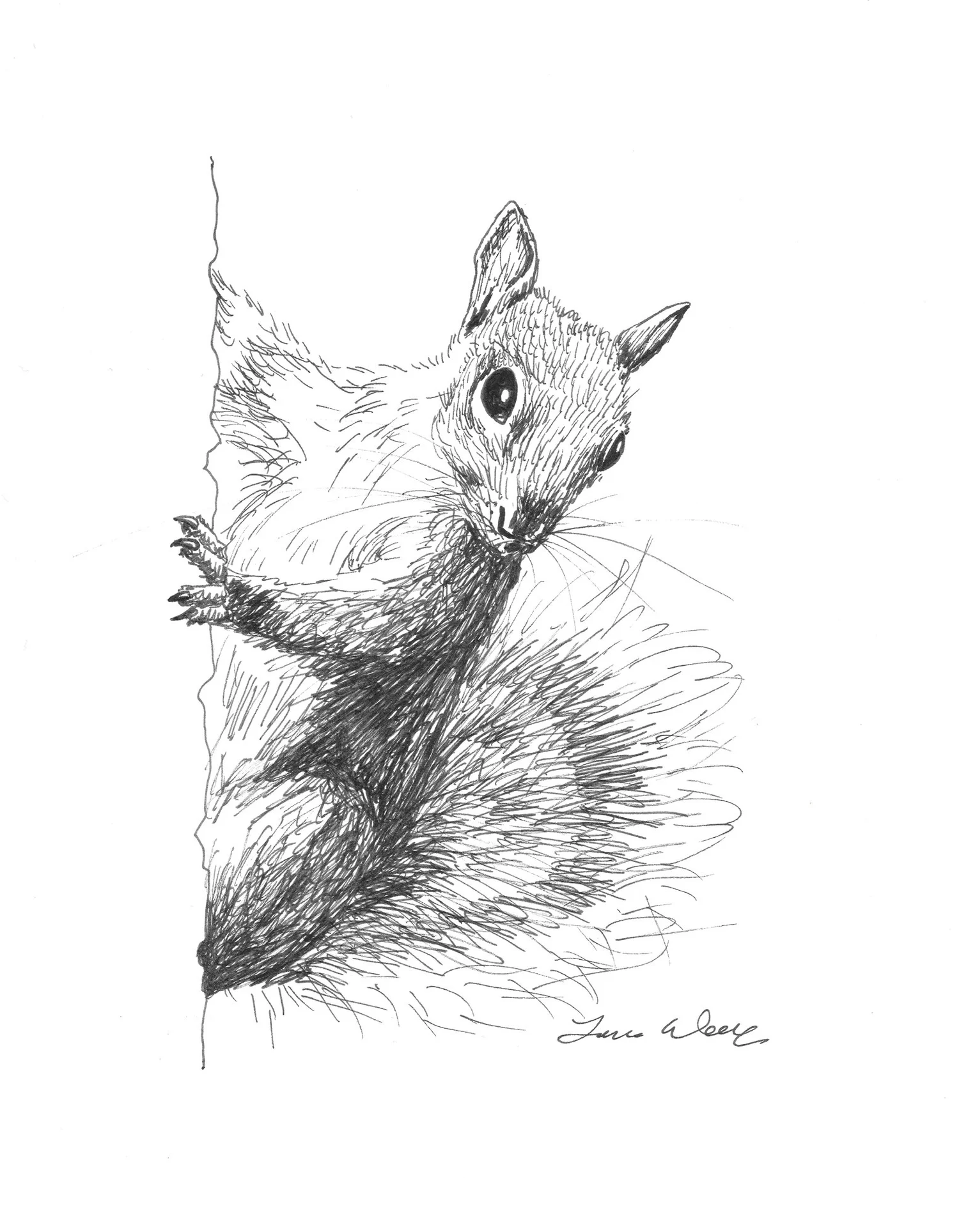 White Pen And Ink Squirrel
