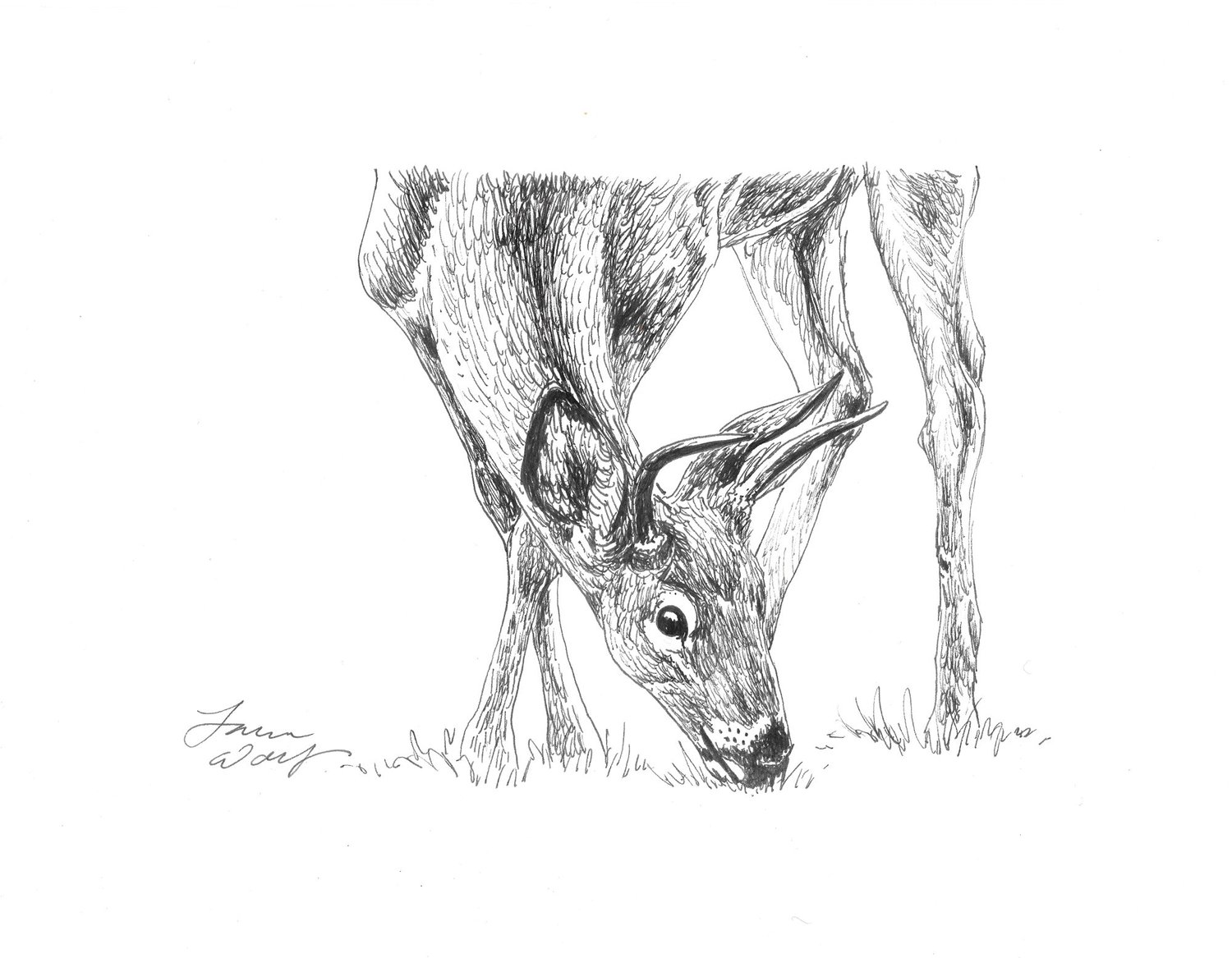 Young Buck Deer Drawing