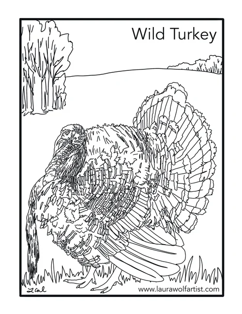 turkey coloring pages realistic
