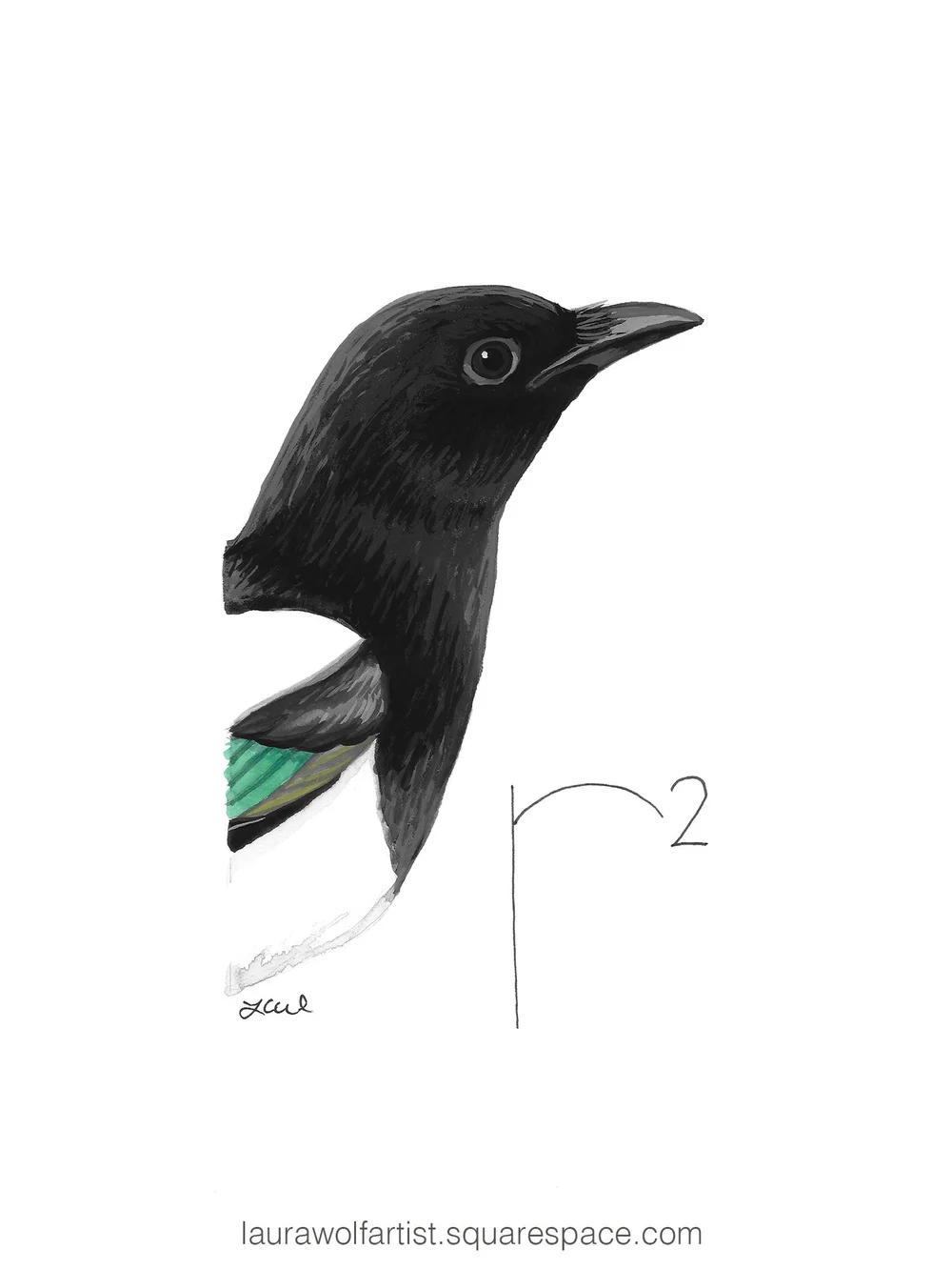 Magpie Illustration