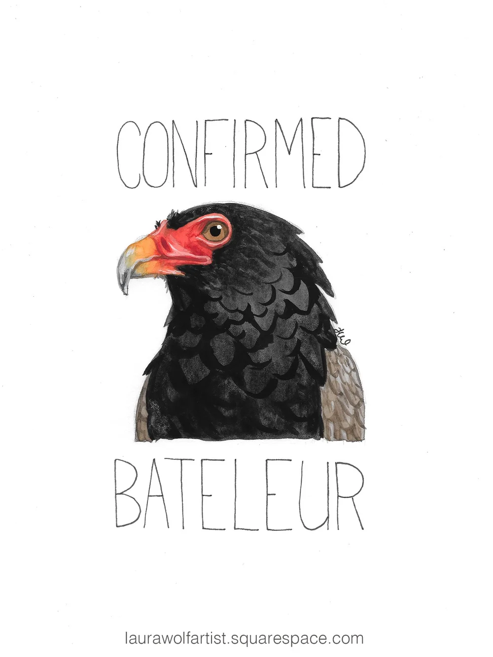Bateleur Eagle