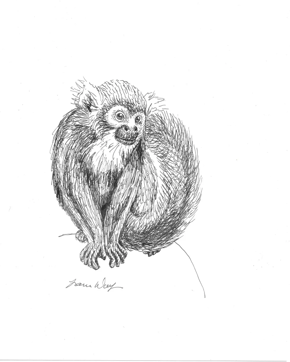 Squirrel Monkey Drawing