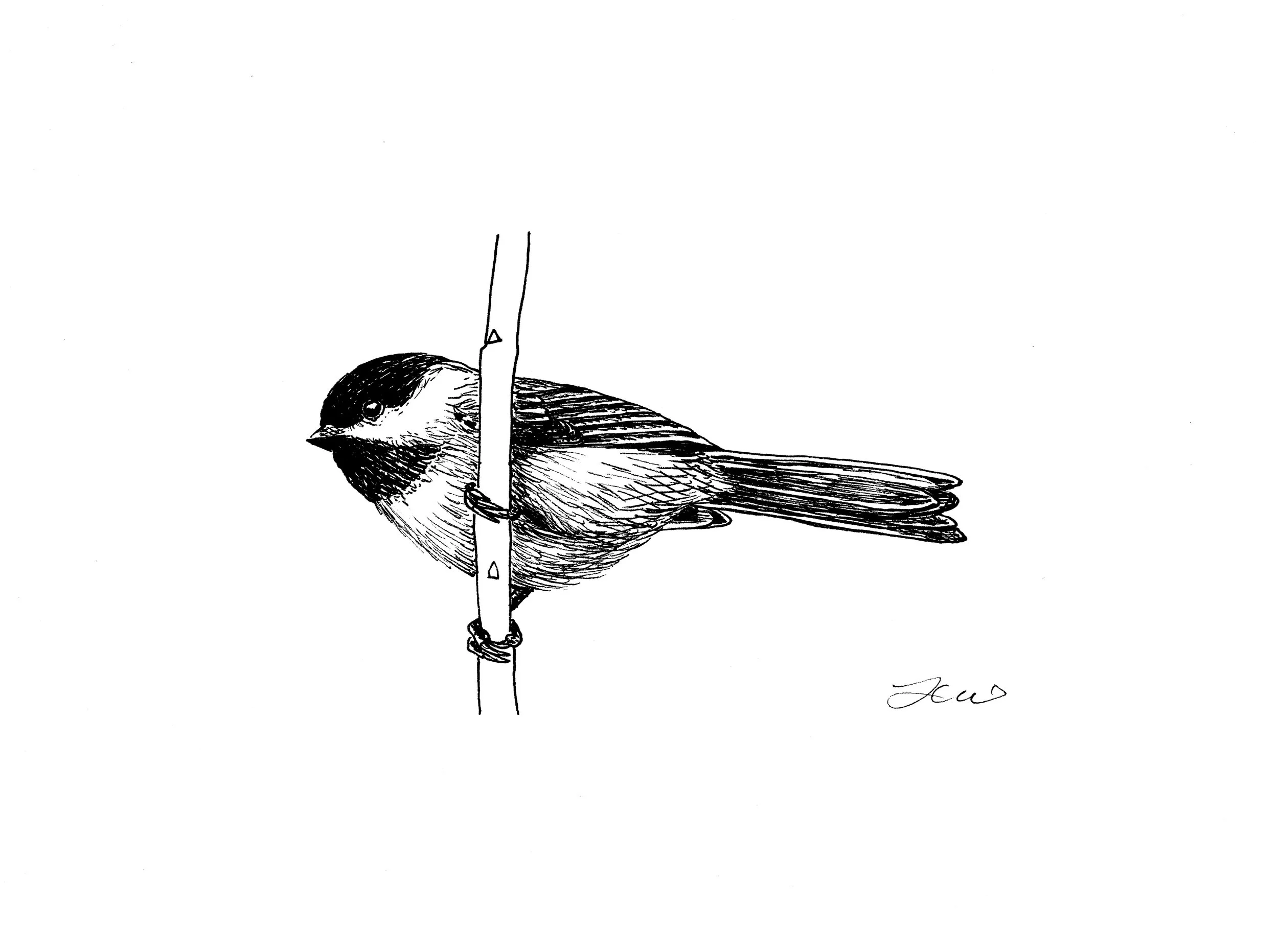 Carolina Chickadee Ink Drawing — Laura Wolf, Artist