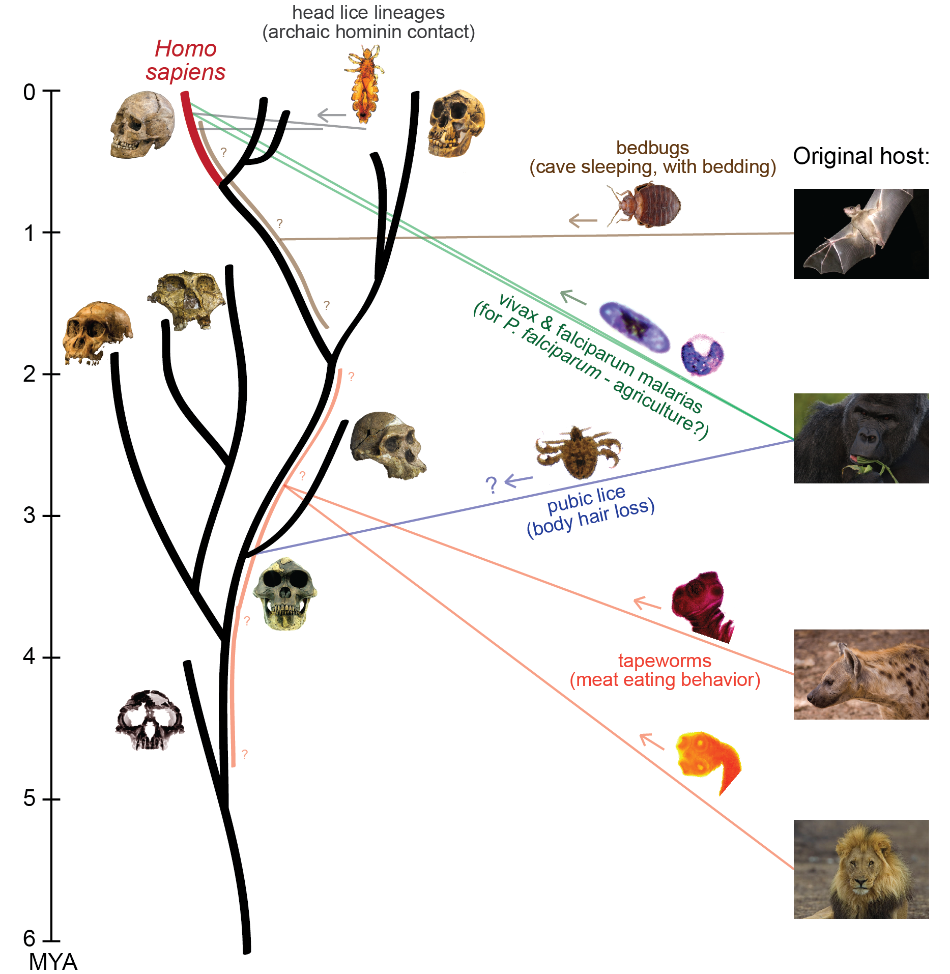 Human Evolution Diagram Tree