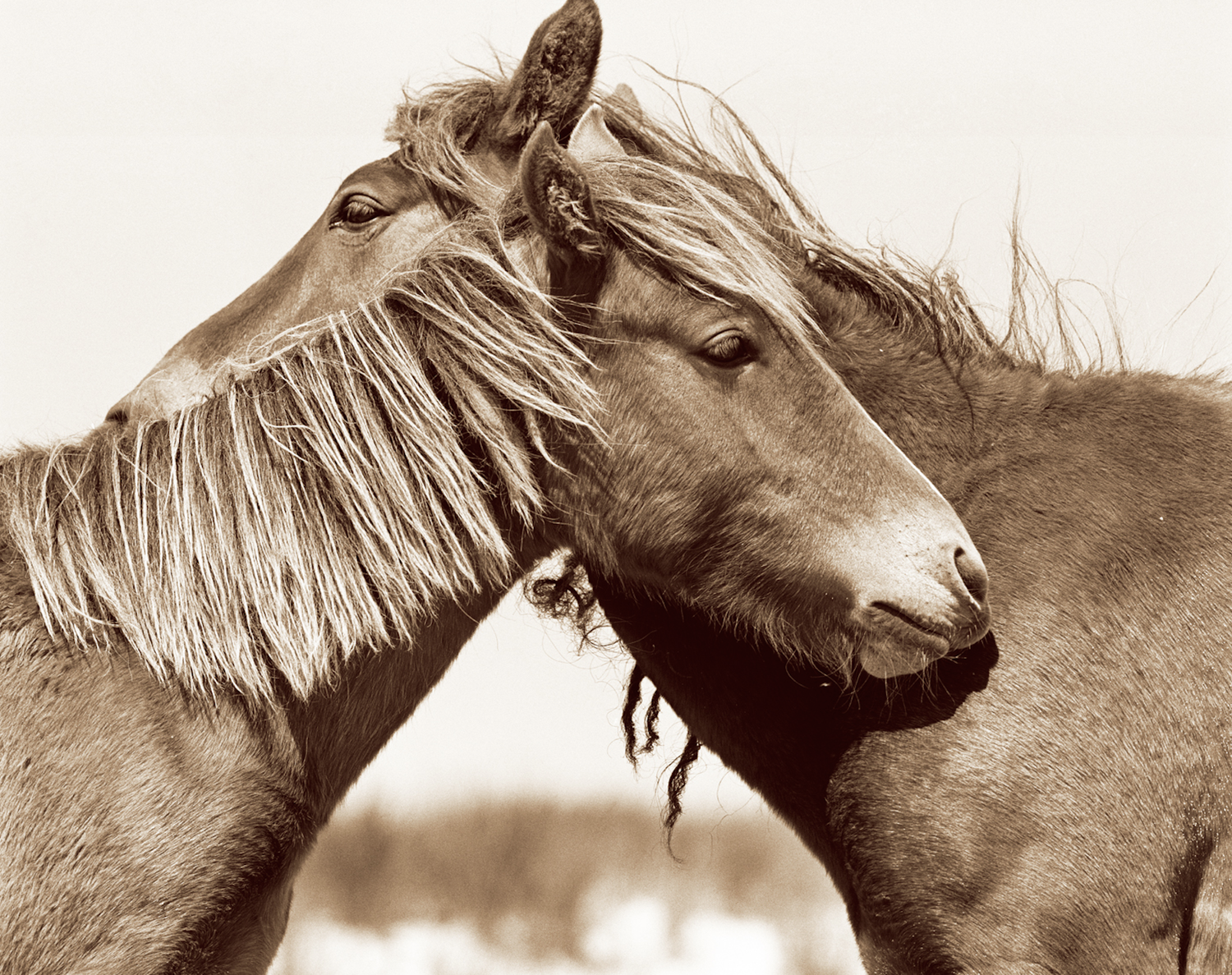 WILD HORSES OF SABLE ISLAND — Dutesco Studio