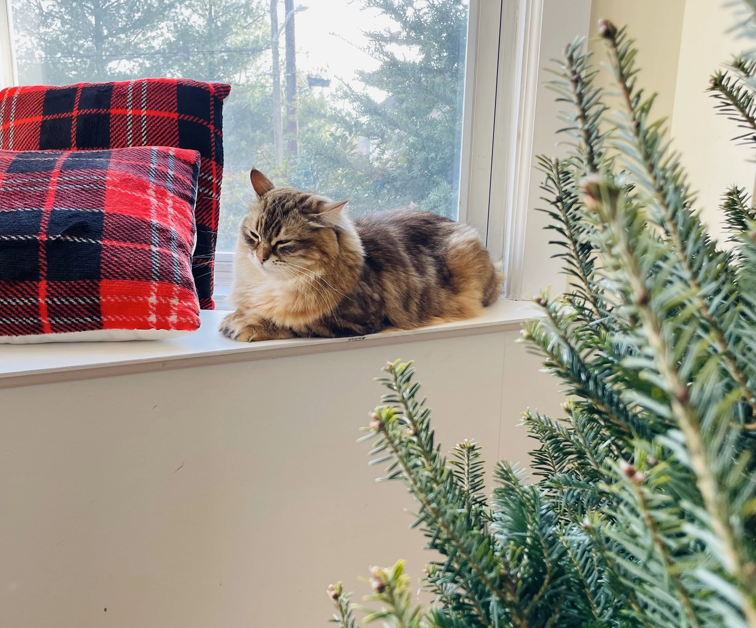 Two Christmas Trees on Their Way to The Great Pyramid of Giza: New One-Act Christmas Drama ...