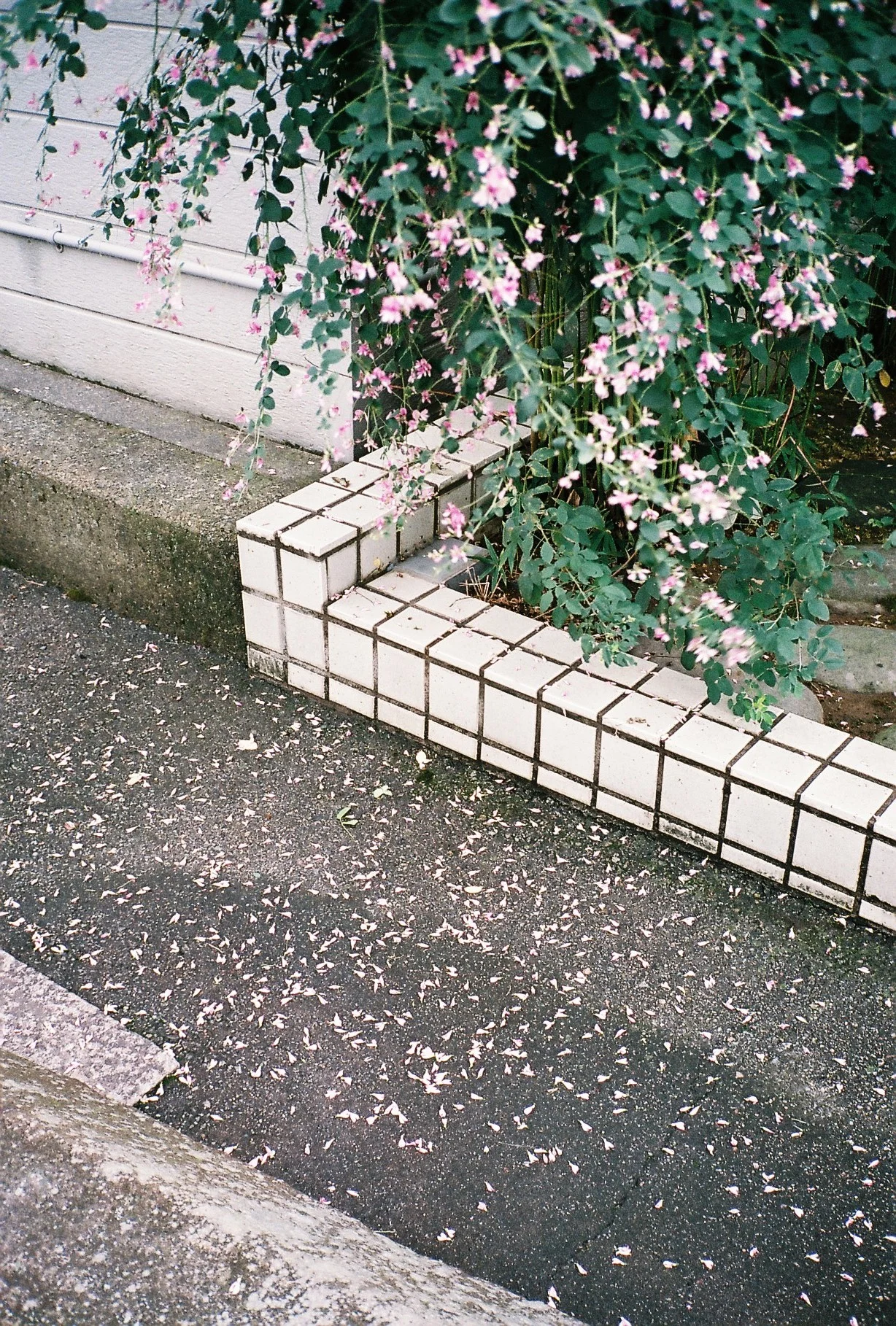 Ada Hamza - COEVAL Magazine