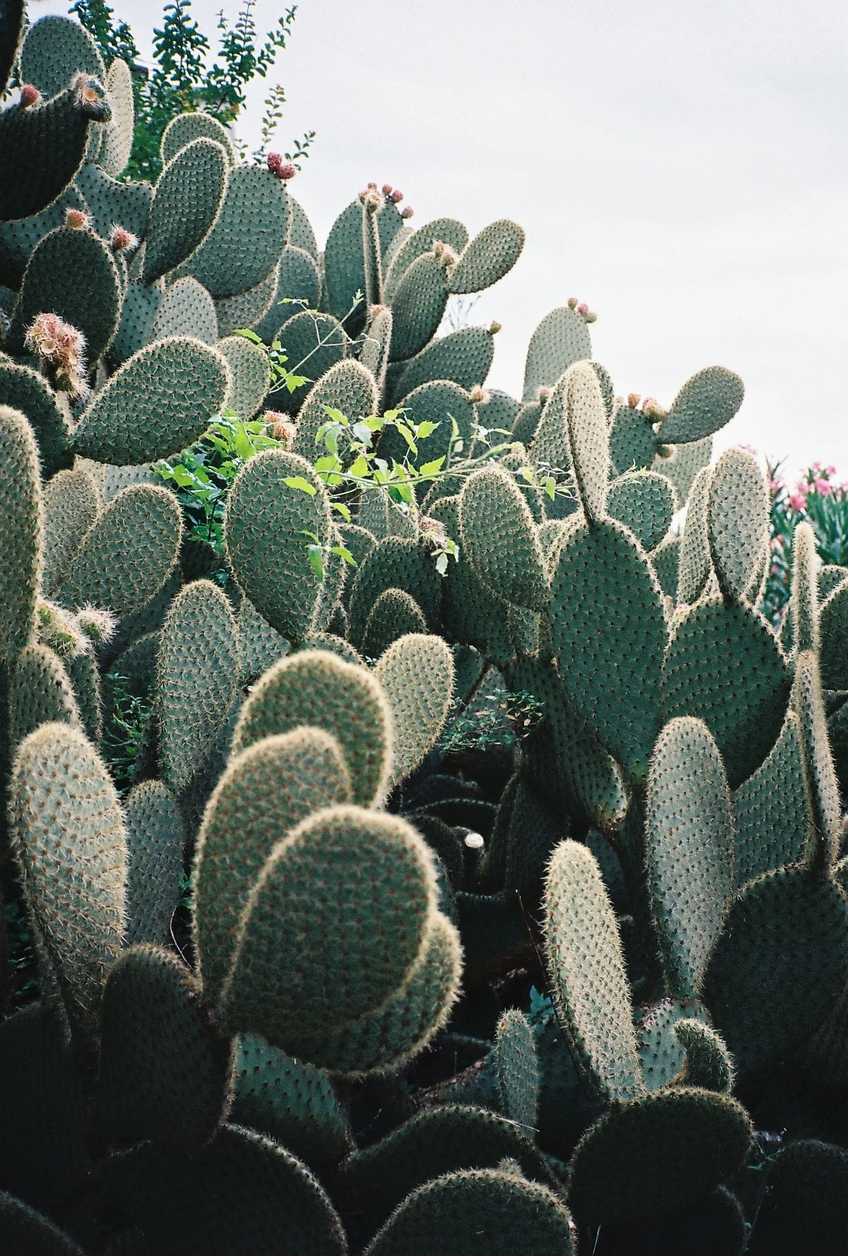 Ada Hamza - COEVAL Magazine