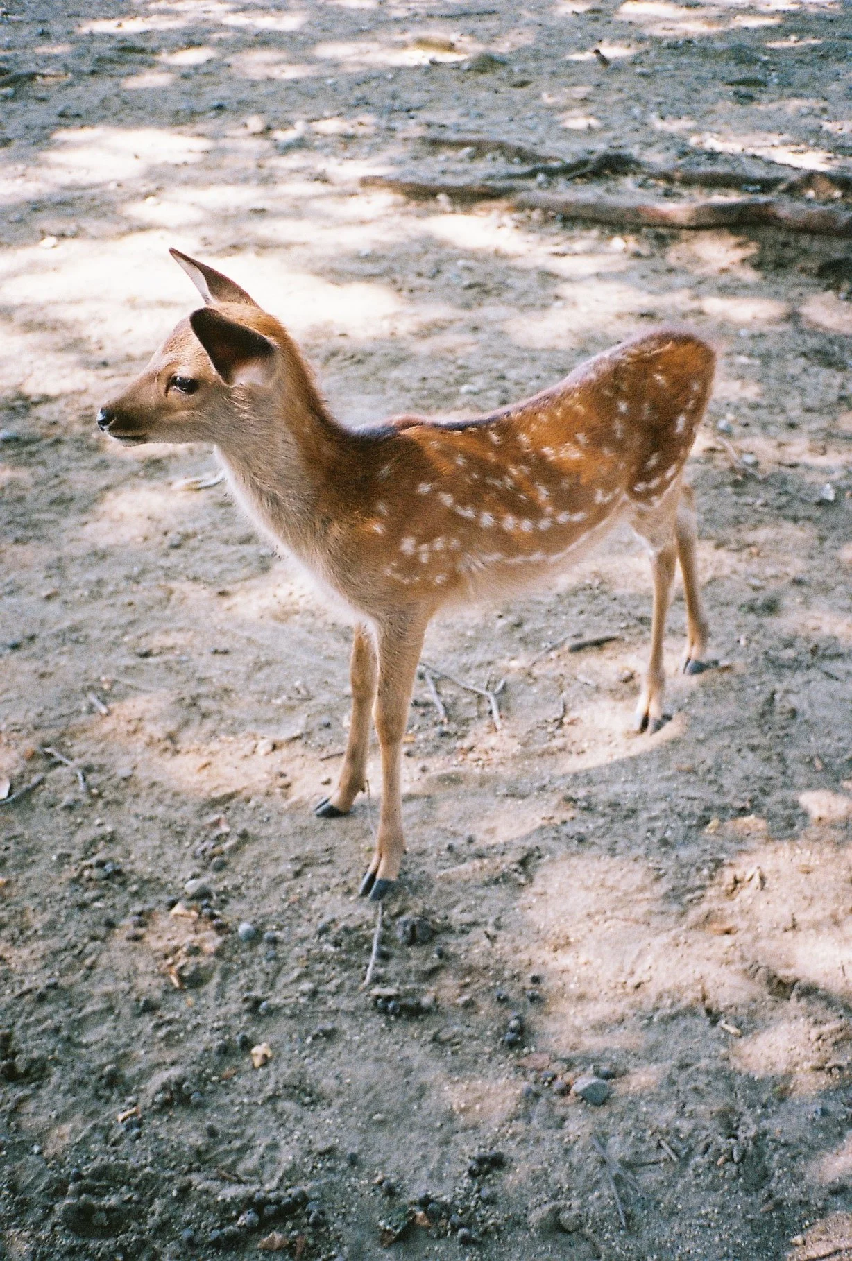 Ada Hamza - COEVAL Magazine