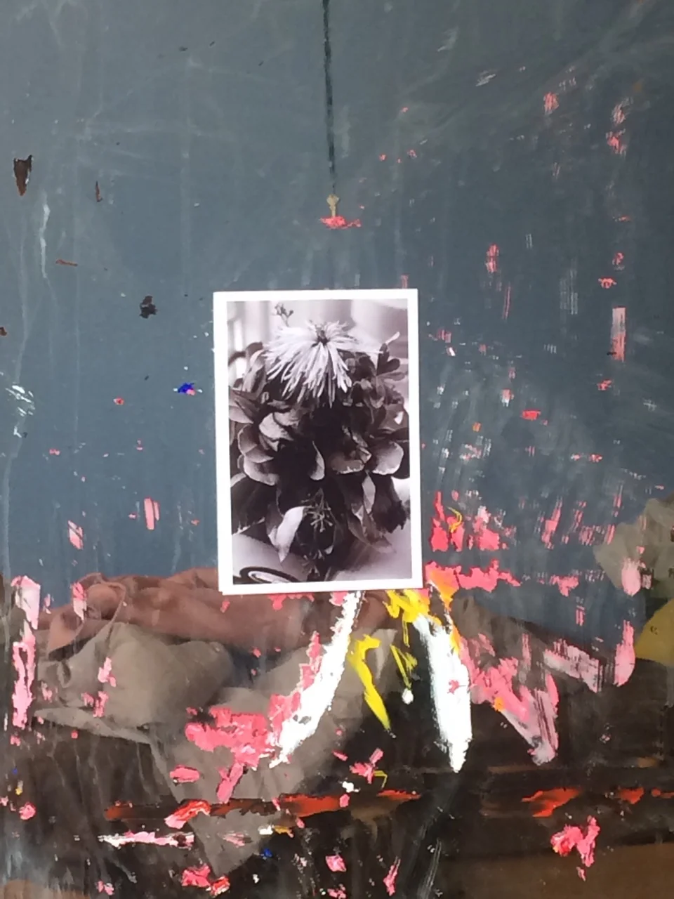 Nico Colón - COEVAL Magazine