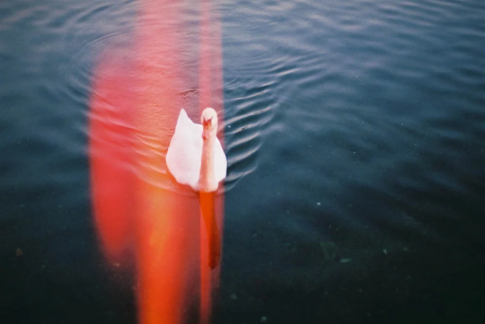 Elke Windshuttle - COEVAL Magazine